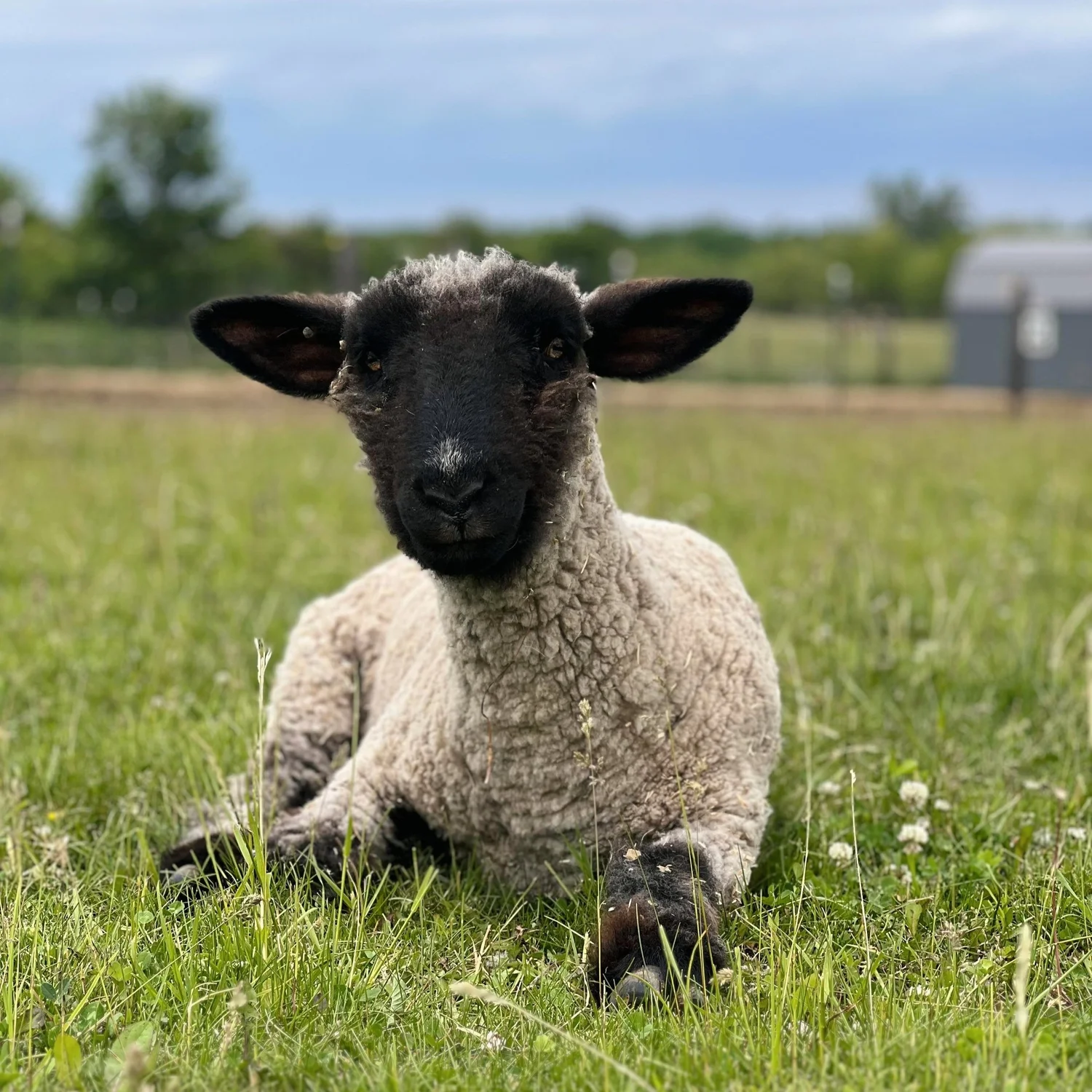 Larry — Iowa Farm Sanctuary