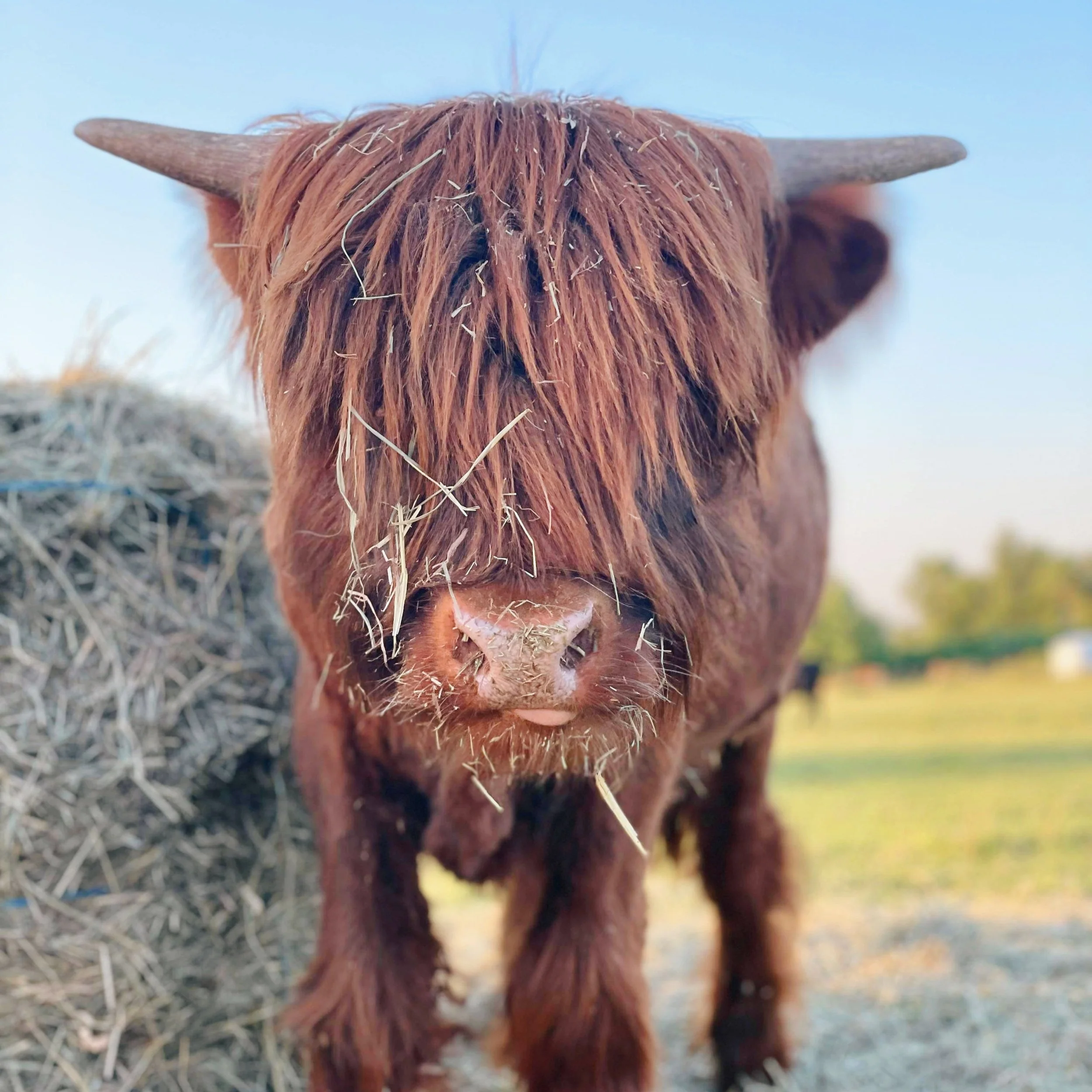 Meet the Animals — Iowa Farm Sanctuary