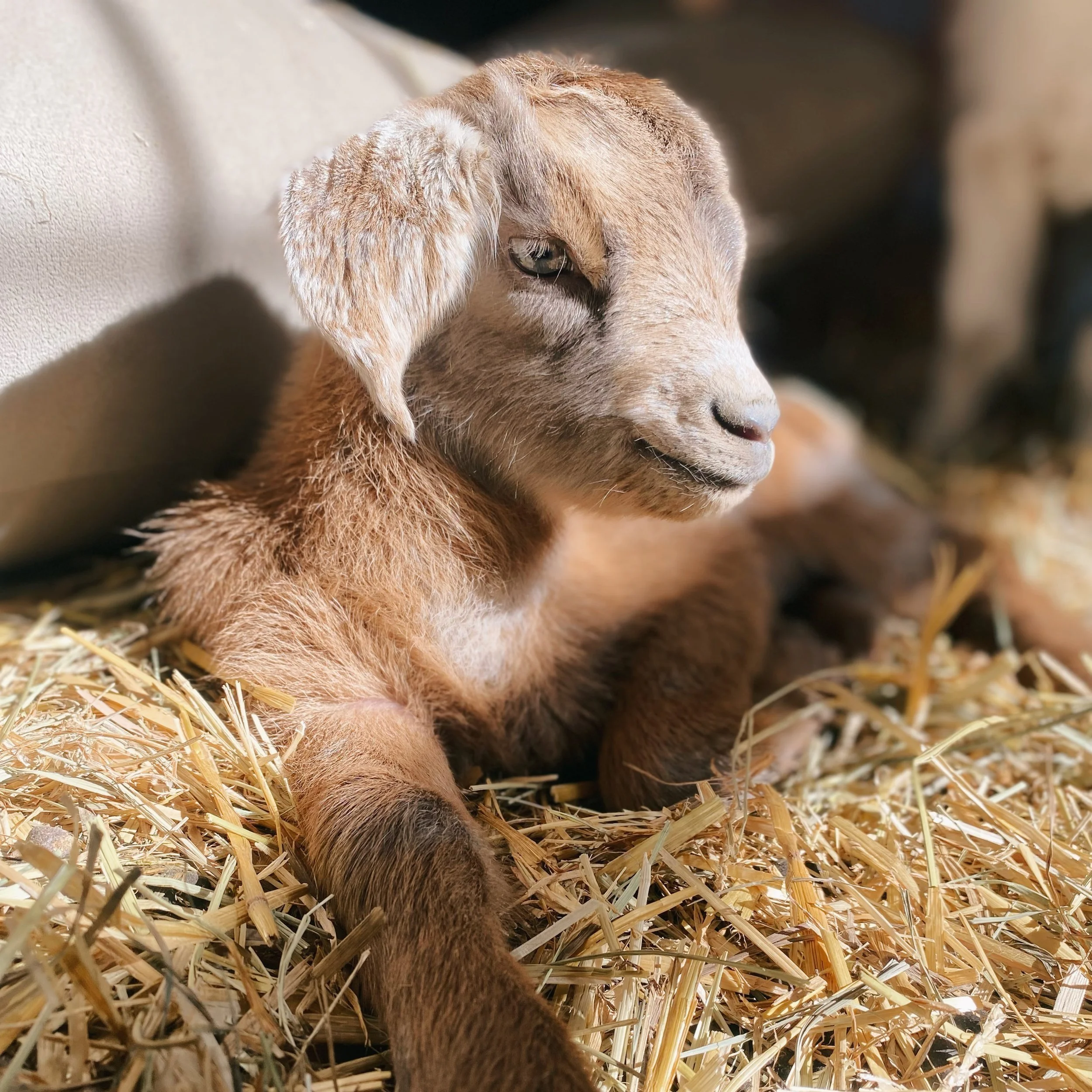 Meet the Animals — Iowa Farm Sanctuary