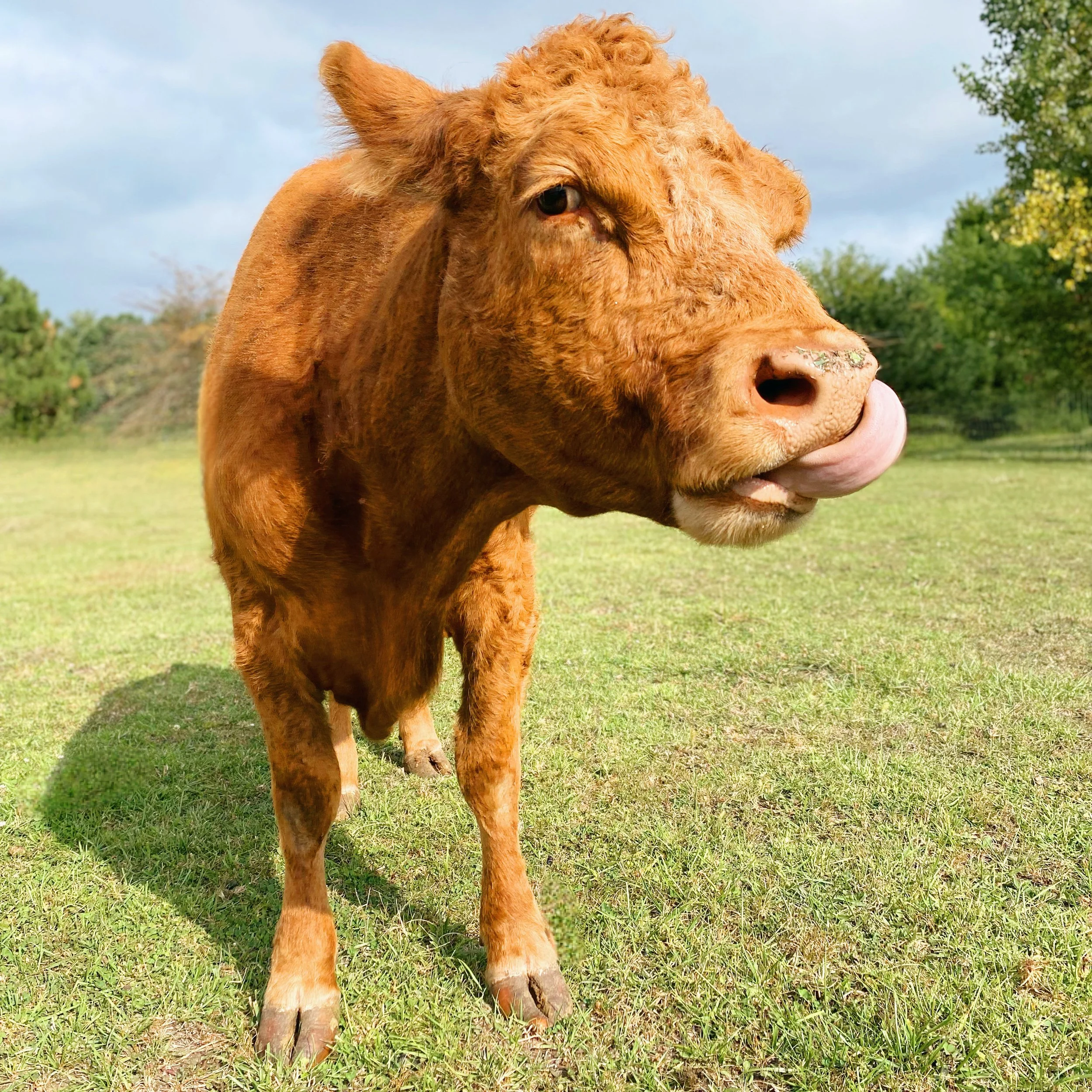 Jasmine — Iowa Farm Sanctuary