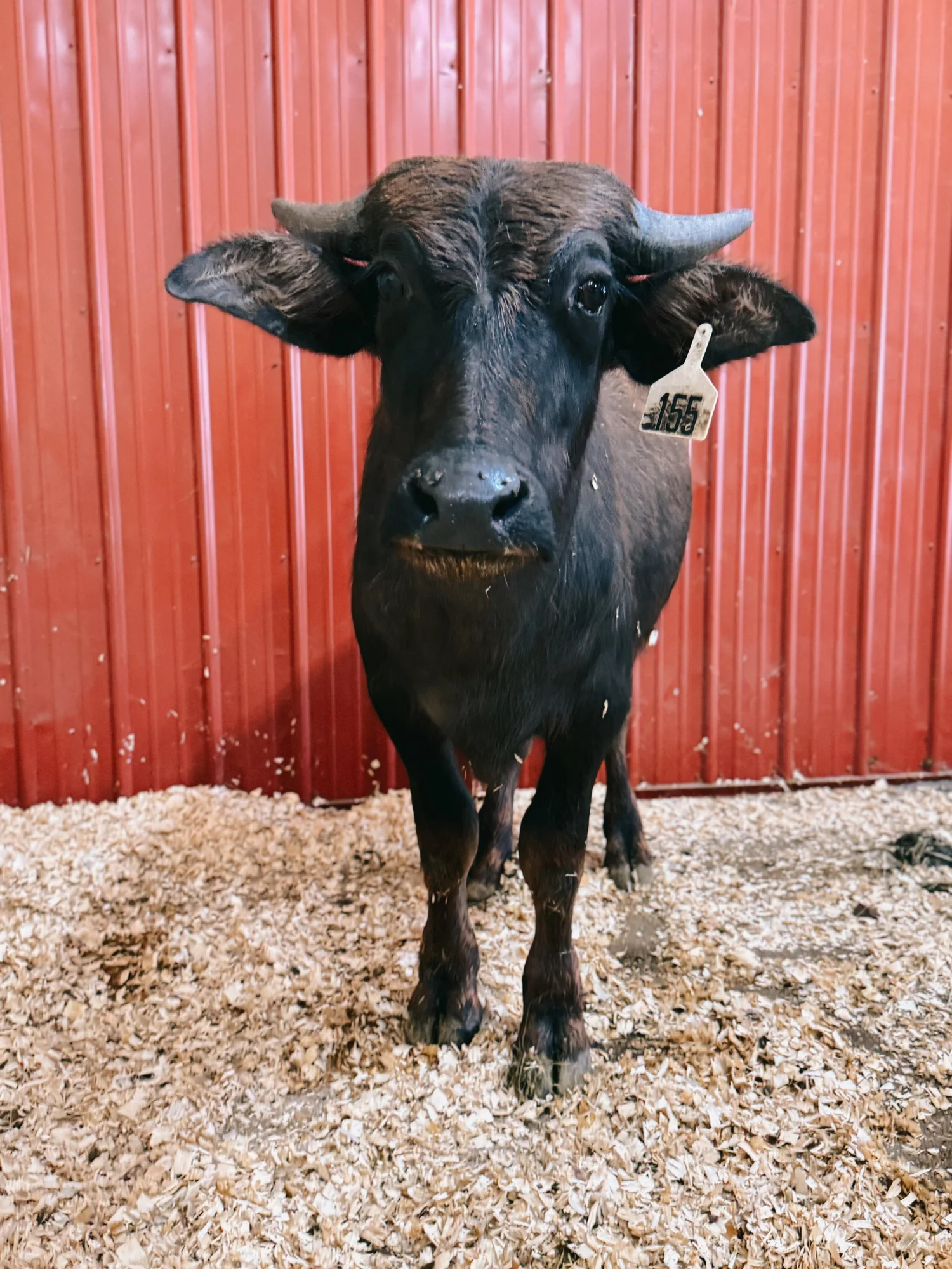 Sal — Iowa Farm Sanctuary