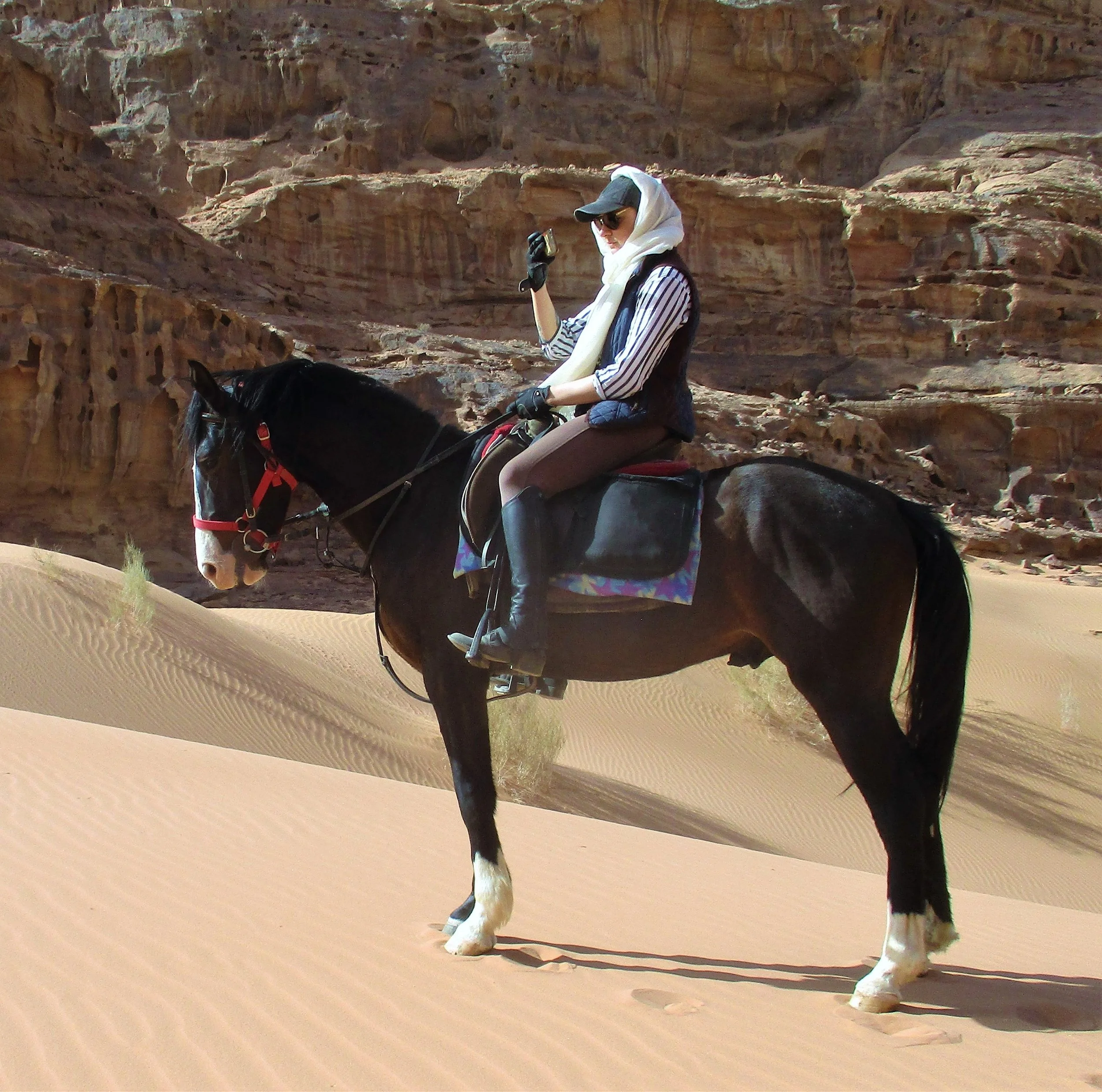 Horse Riding Tours Jordan — Horse Riding Tours Jordan Our Horses