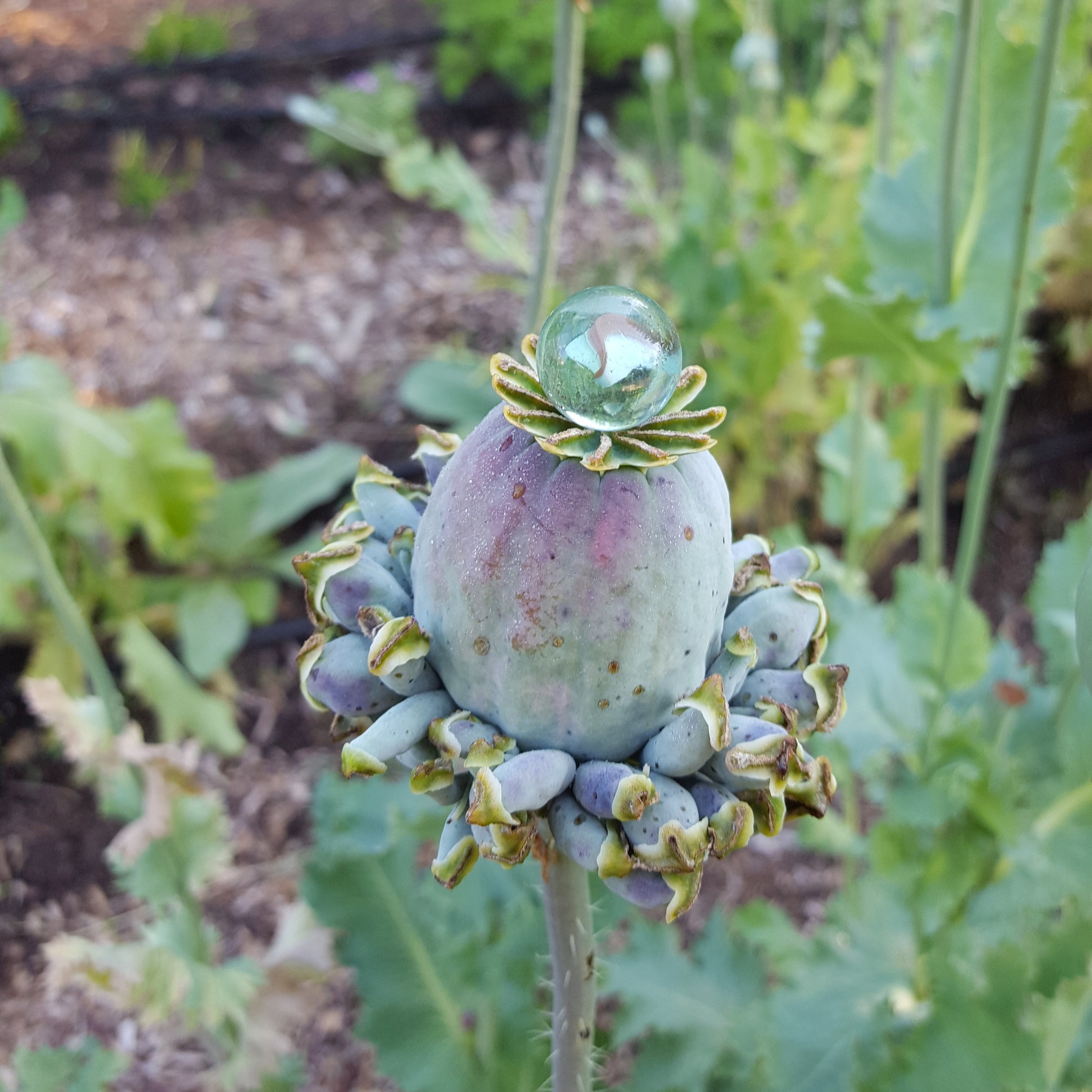 About Us — Indigo Gardens