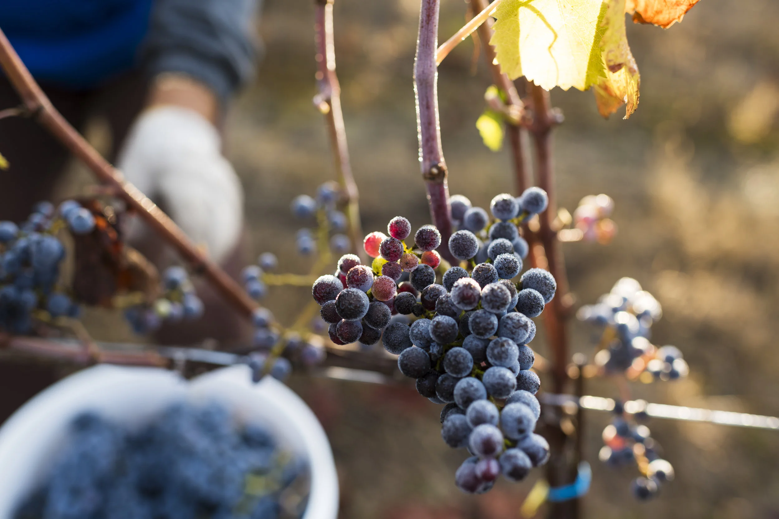 Vineyards — Illahe Vineyards