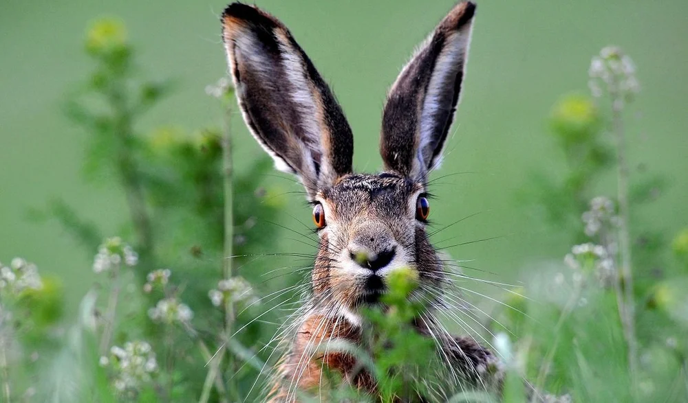 Wild Hare Sign Company