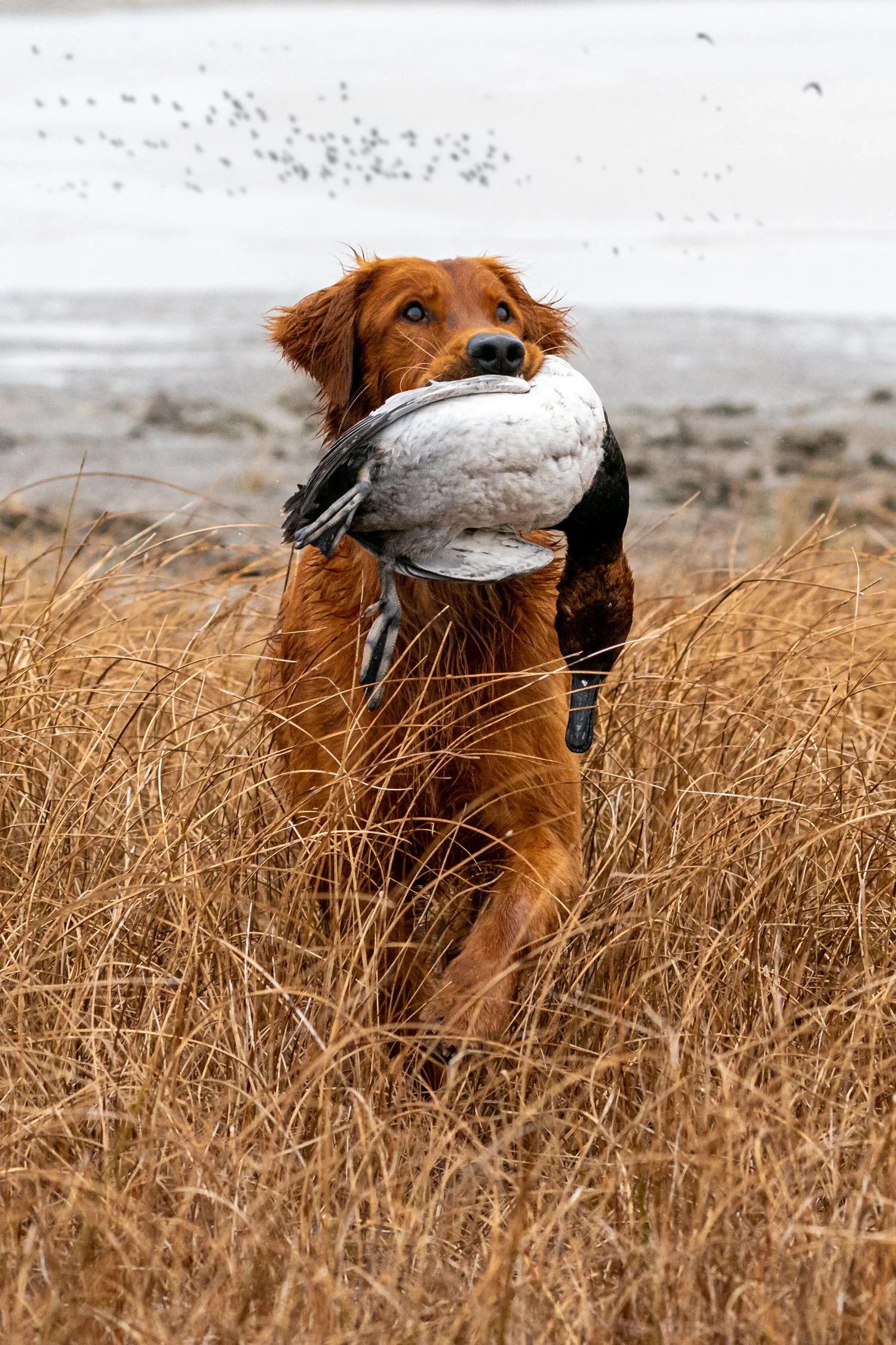 Rory Breedings — Resolute Goldens