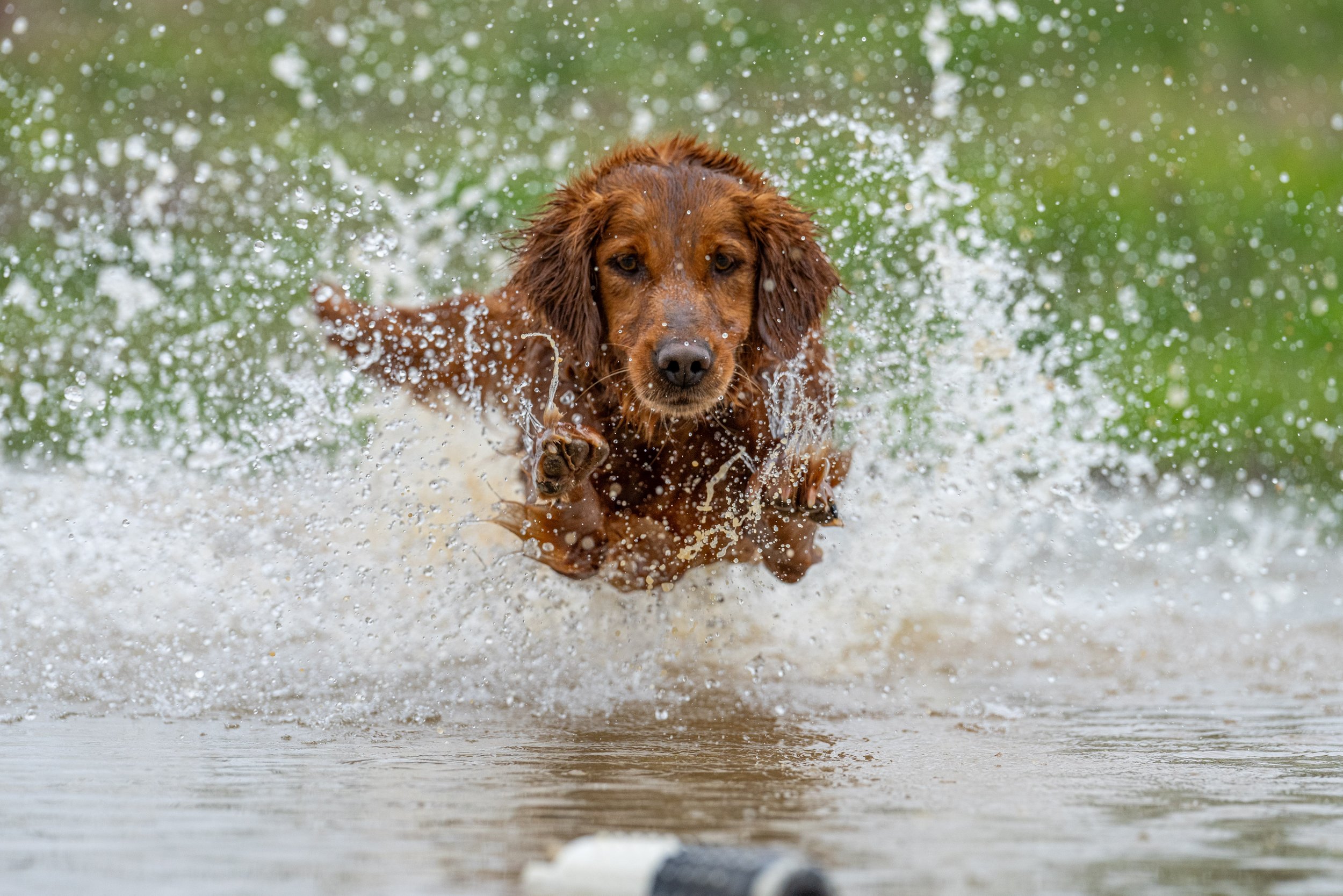 Rory Breedings — Resolute Goldens