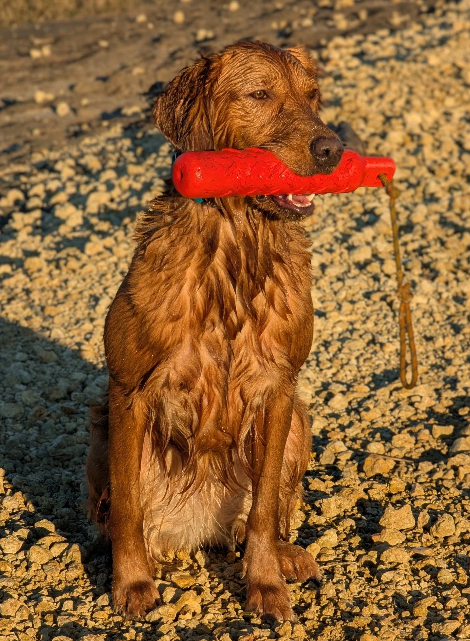 Rory Breedings — Resolute Goldens