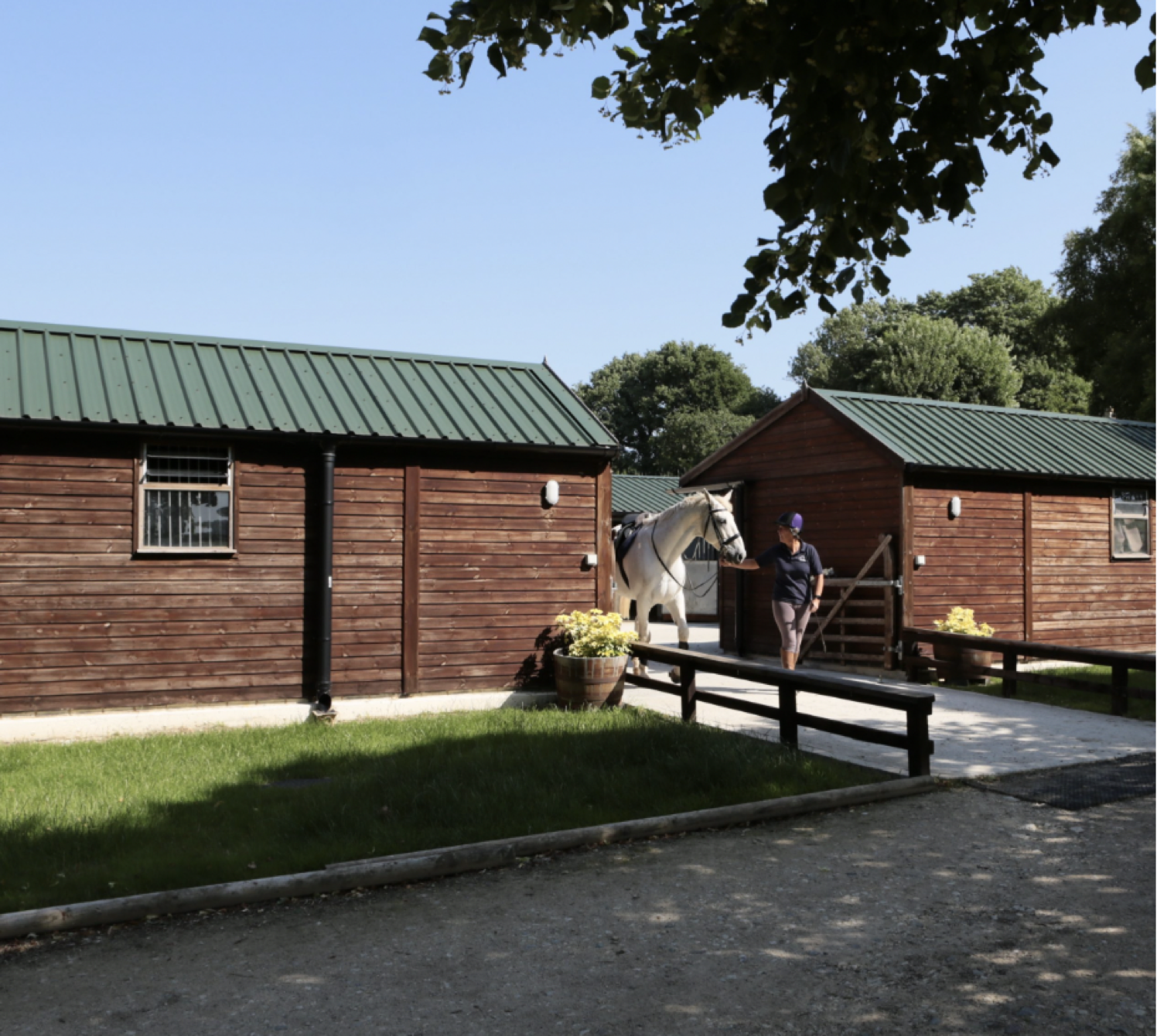 Dressage Camps — The Dancing Horse