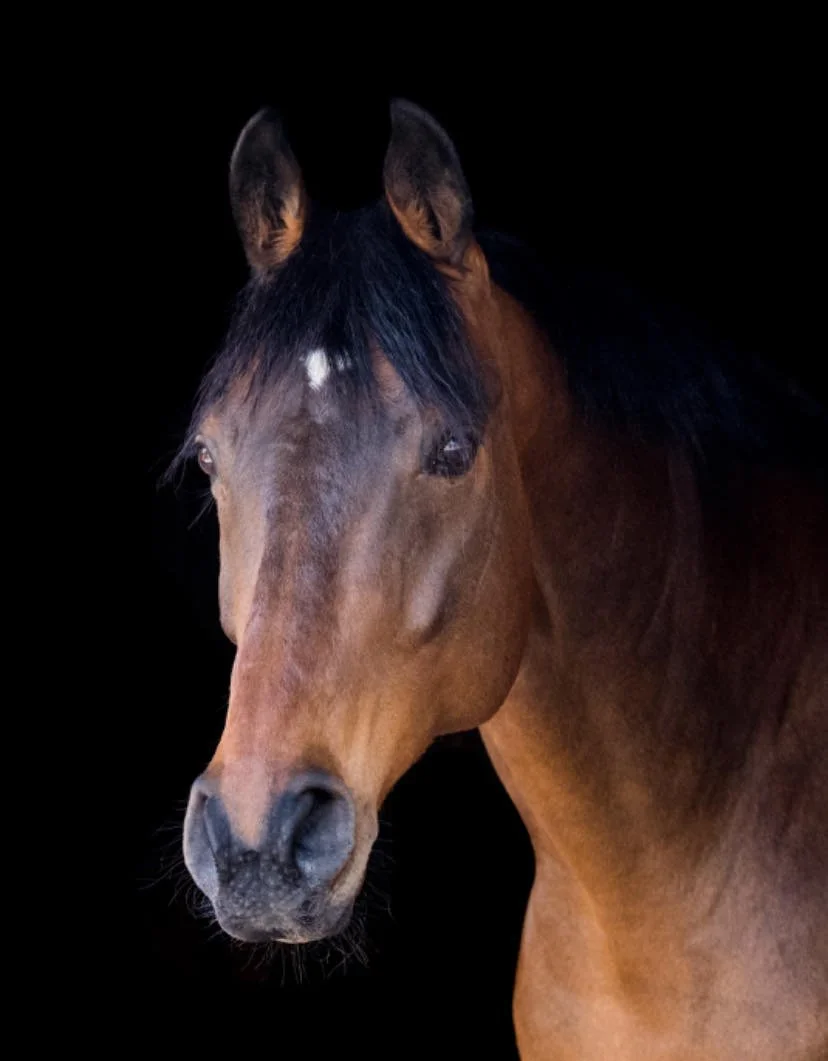 Dressage Camps — The Dancing Horse
