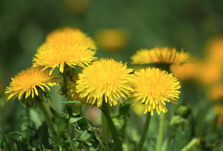 The Magical Uses of Dandelion - A Guide to Its Spiritual and Practical ...
