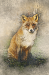 The Spiritual Meaning of Seeing A Fox — KilmainCrystals