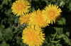 The Magical Uses of Dandelion - A Guide to Its Spiritual and Practical ...