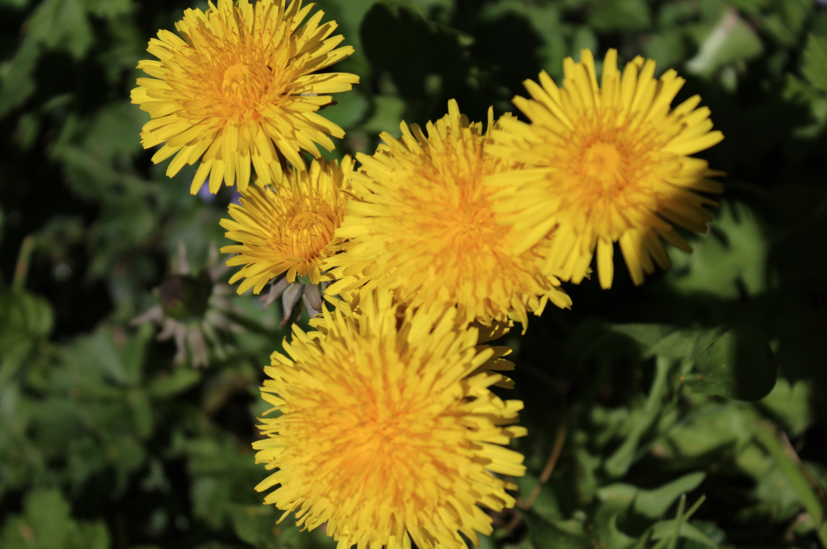 The Magical Uses of Dandelion - A Guide to Its Spiritual and Practical ...
