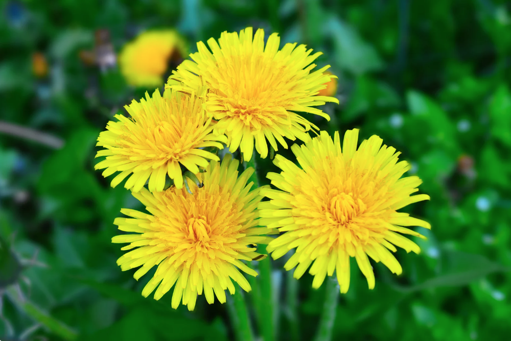 The Magical Uses of Dandelion - A Guide to Its Spiritual and Practical ...