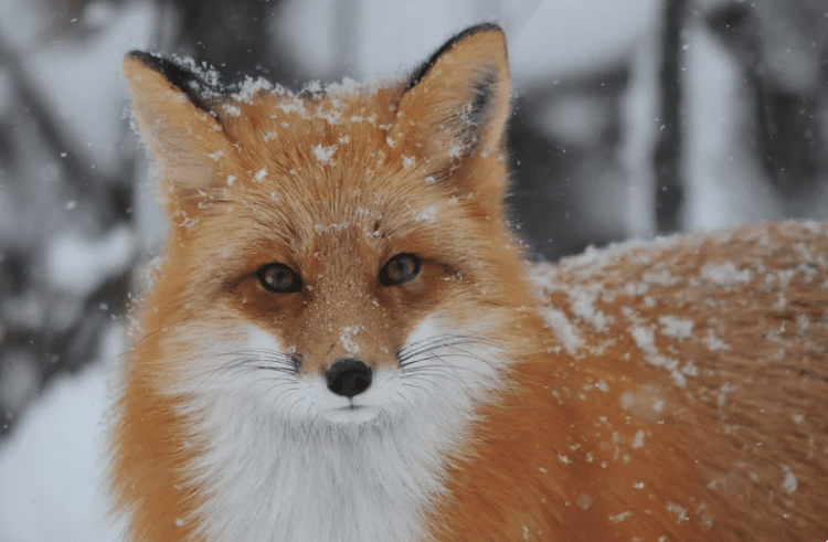 The Spiritual Meaning of Seeing A Fox — KilmainCrystals