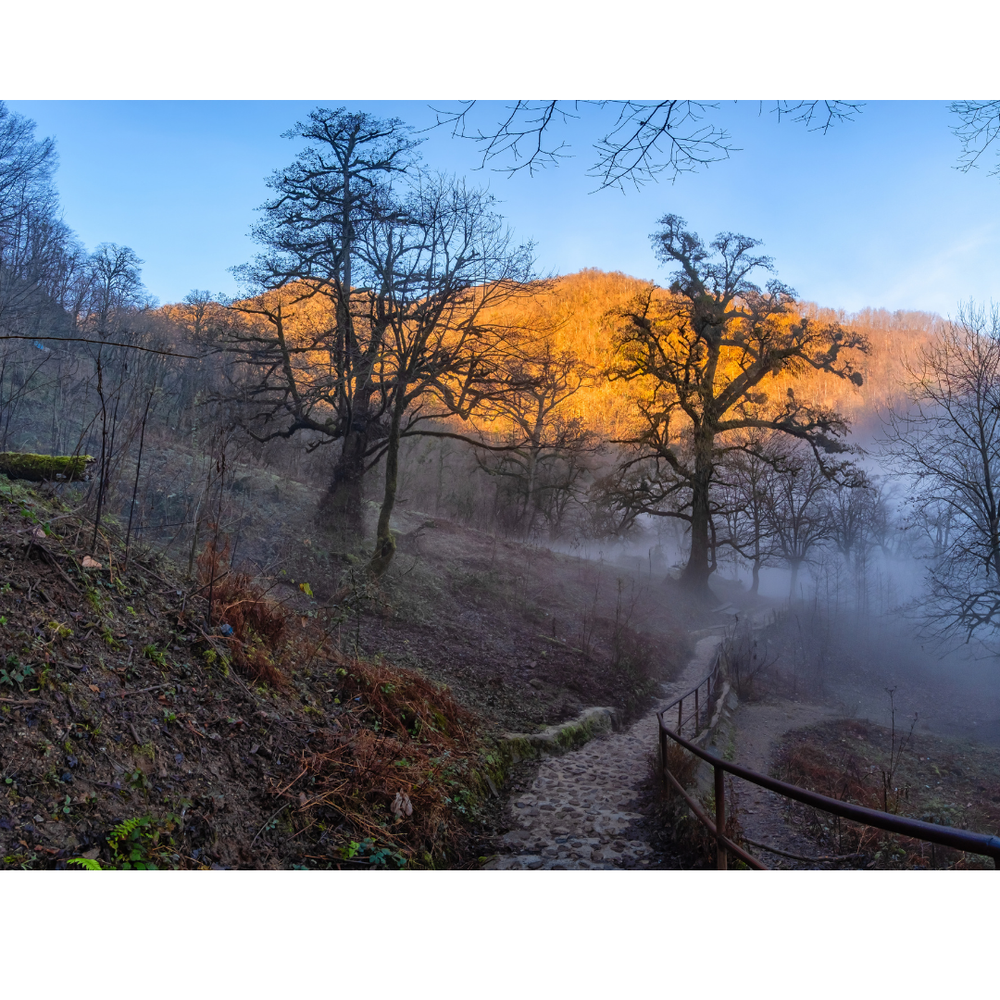 Protecting the Caspian Hyrcanian Forests: Iran's Ecotourism Opportunity ...