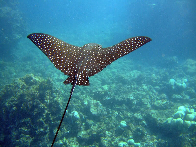 Species Spotlight: Whitespotted Eagle Ray — Defend Them All Foundation