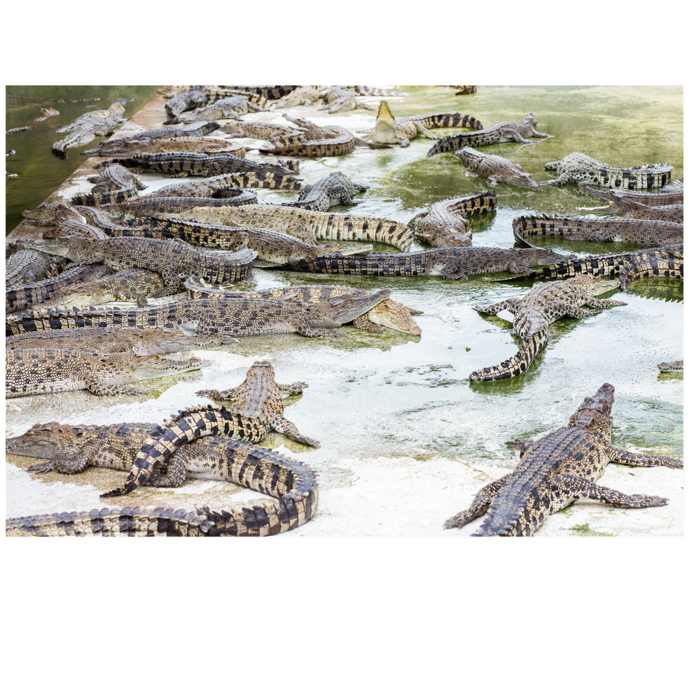 Species Spotlight: American Crocodile — Defend Them All Foundation