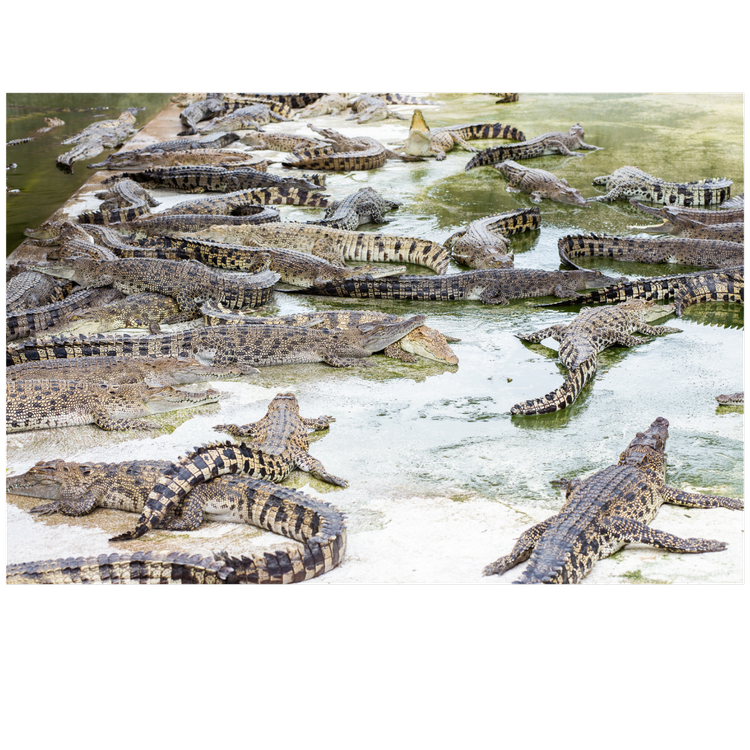 Species Spotlight: American Crocodile — Defend Them All Foundation