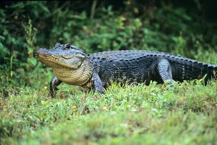 Species Spotlight: American Crocodile — Defend Them All Foundation