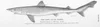 International Tope Shark Populations Proposed for Protection Under U.S ...