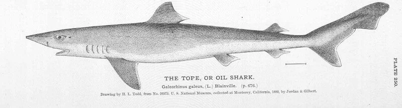International Tope Shark Populations Proposed for Protection Under U.S ...
