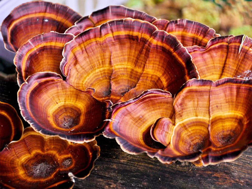 Magnical-D - A Better Alternative for Calcium Supplements