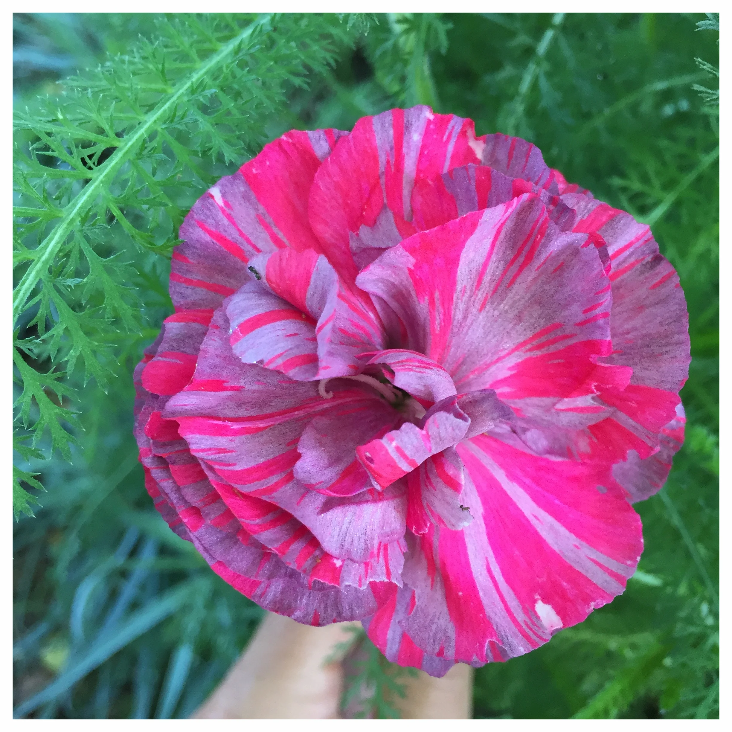 Dianthus Caryophyllus Chomley Farran