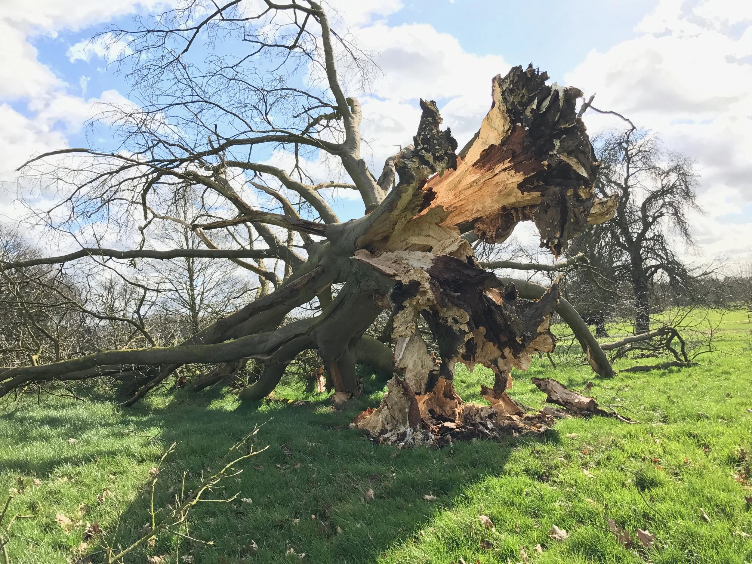 Parker v The National Trust – an evolution for common-sense risk ...