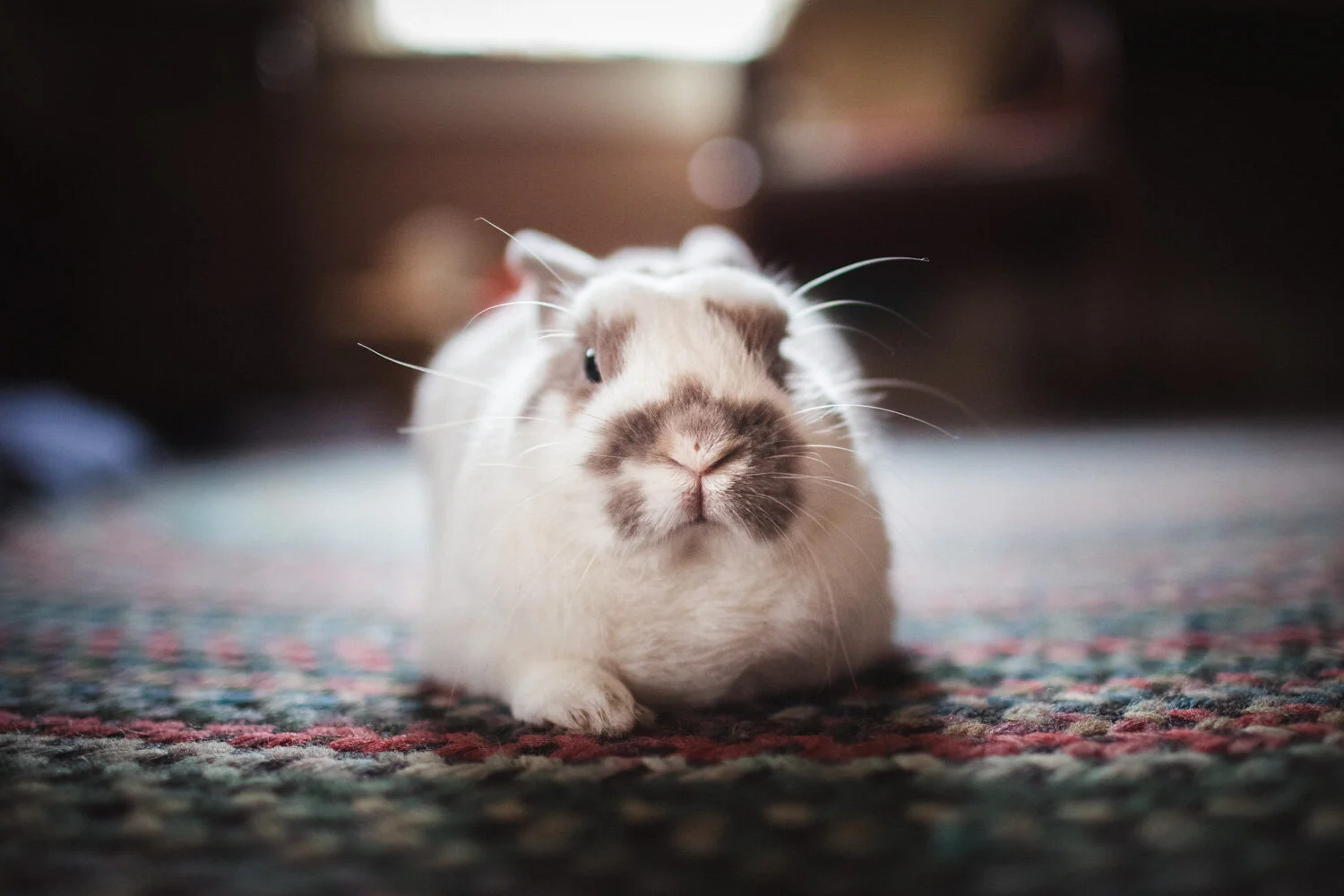 eliza bell photography about page — eliza bell photography