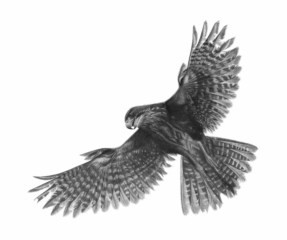 Falcon Clipart