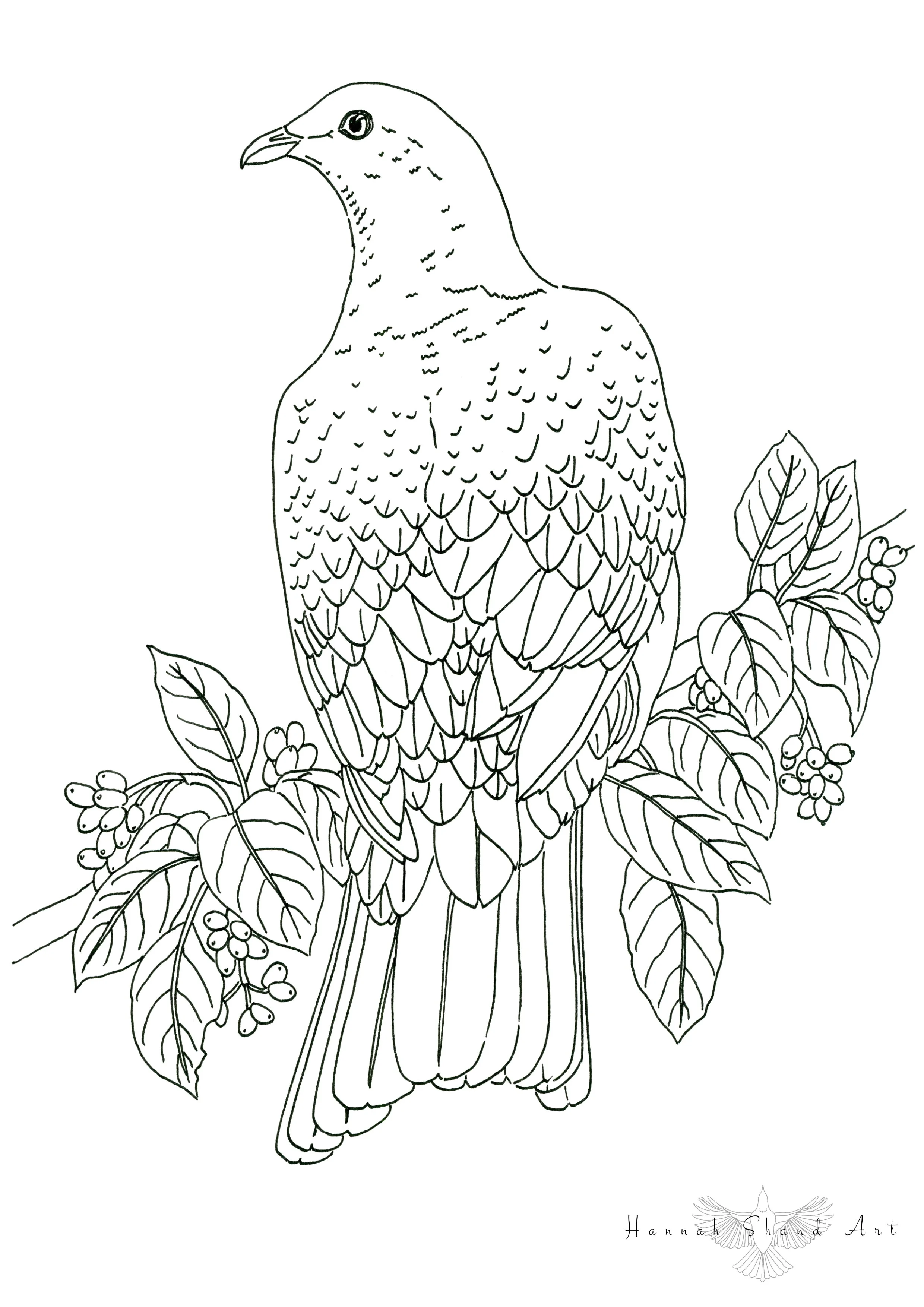 NZ bird colouring competition (Tui)- prints and Staedtler art supplies ...