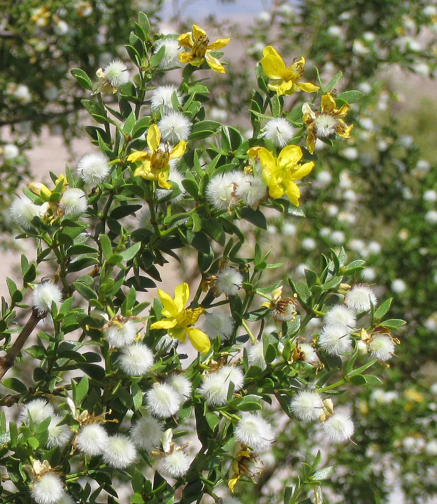 Creosote Bush In Desert