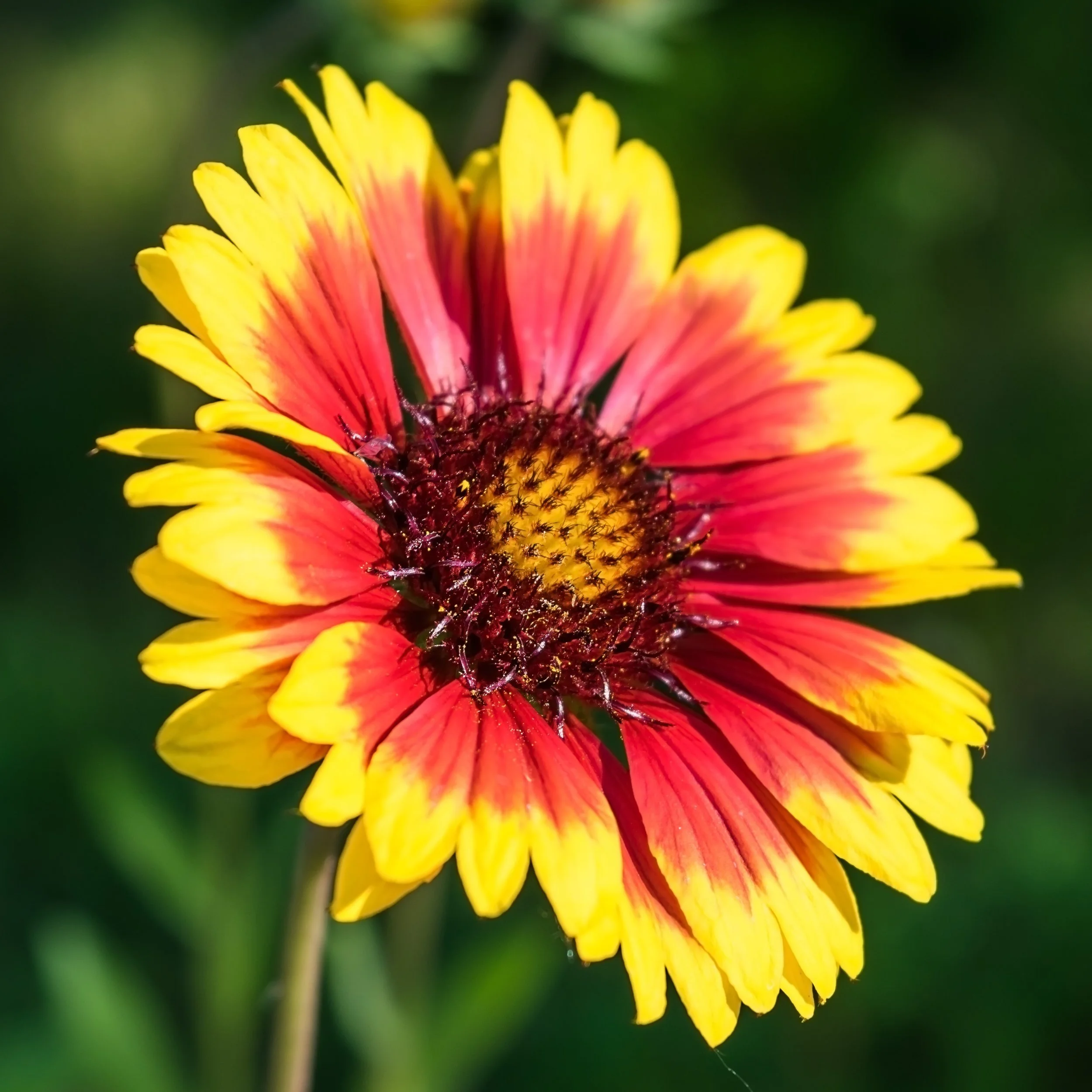 Blanket Flower Firewheel | Best Flower Site