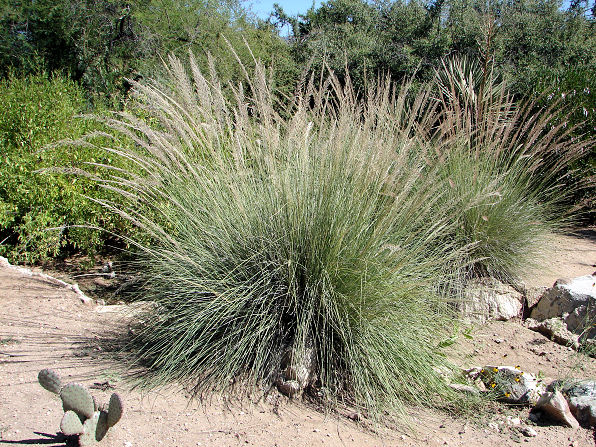Muhlenbergia Emersleyi
