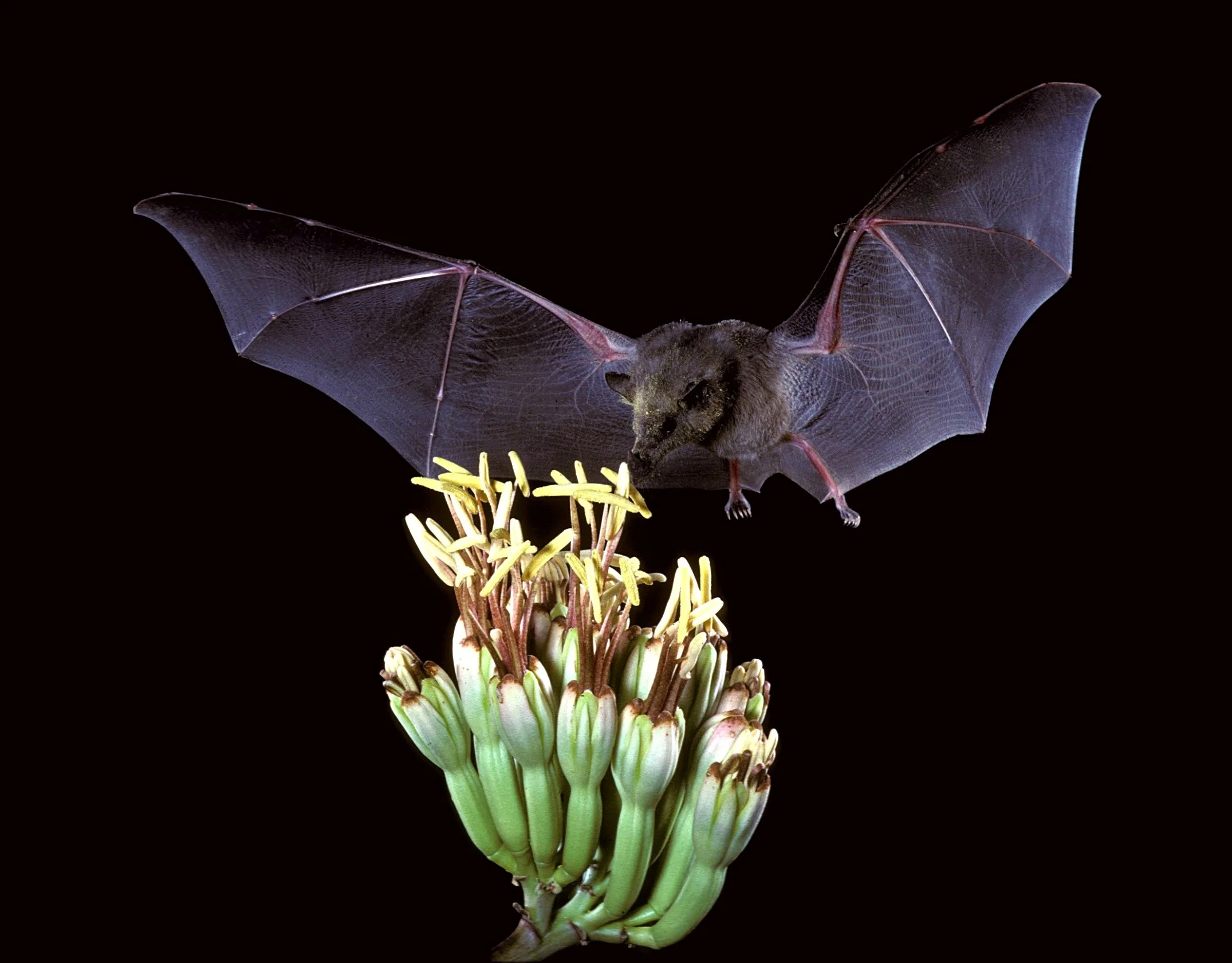 Mexican Tail Bat