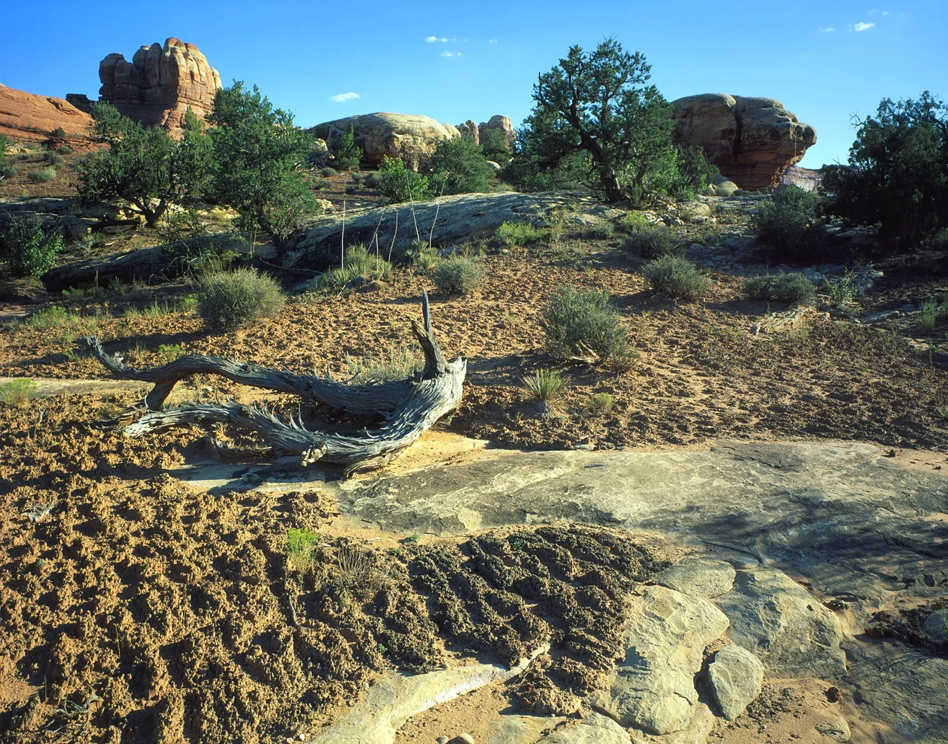 Arid And Desert Soil