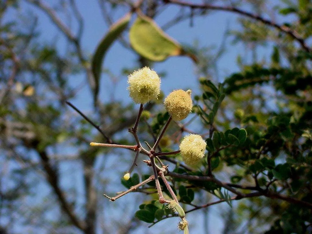 Acacia Tree Flowers