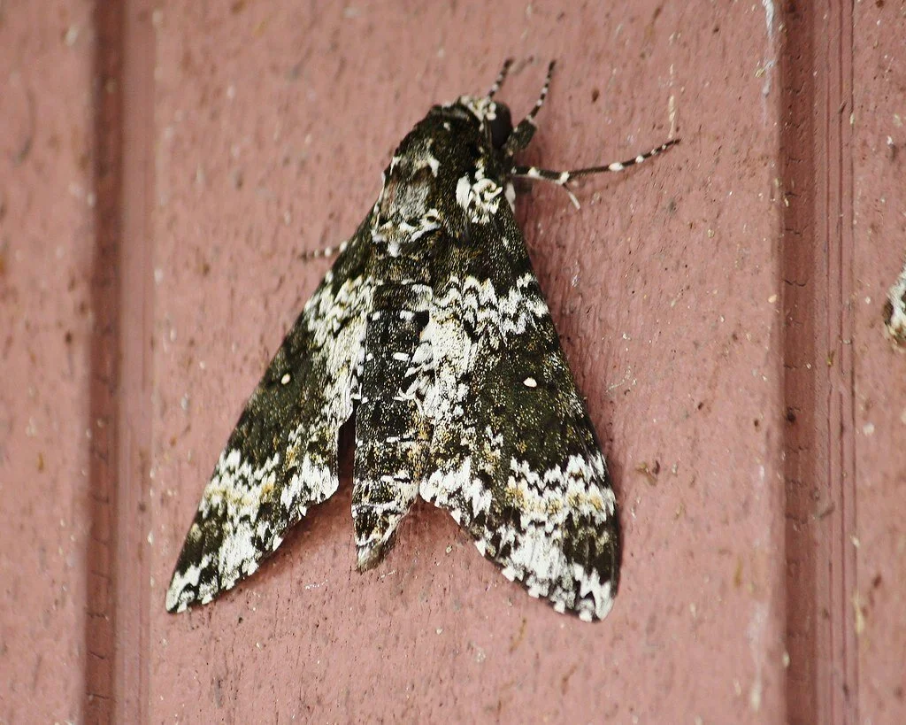 Sonoran Desert Moths
