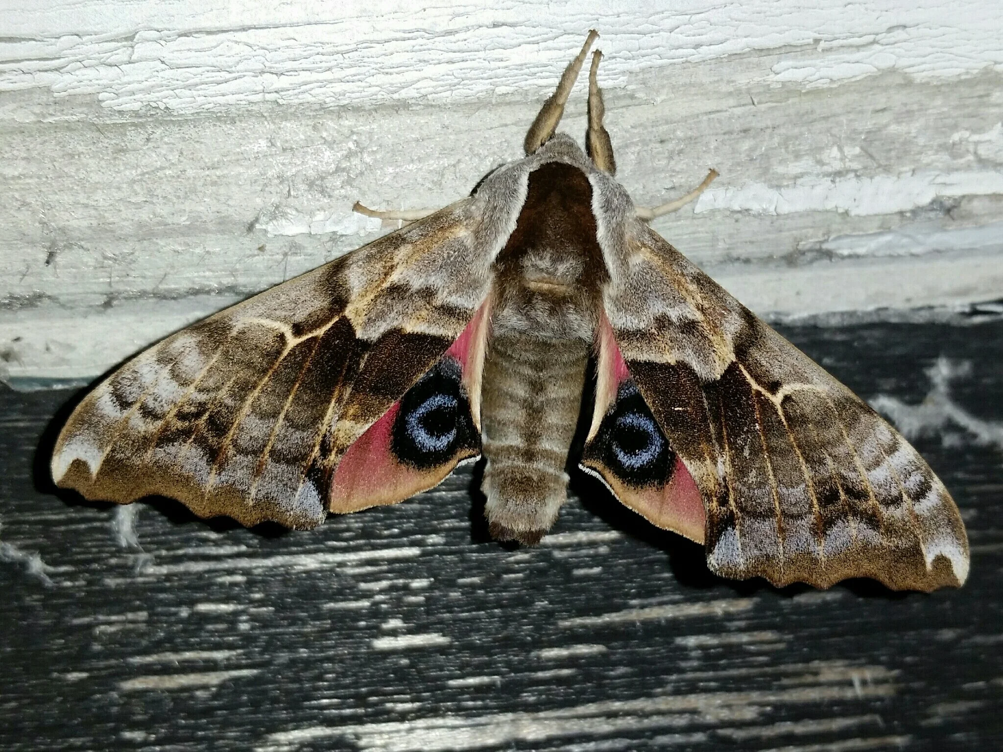 Large Moths In Arizona