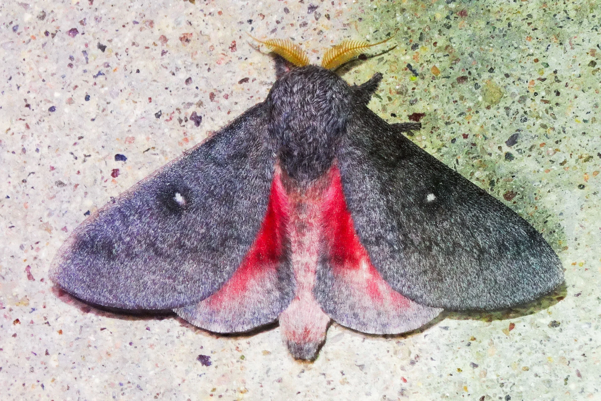 Large Moths In Arizona