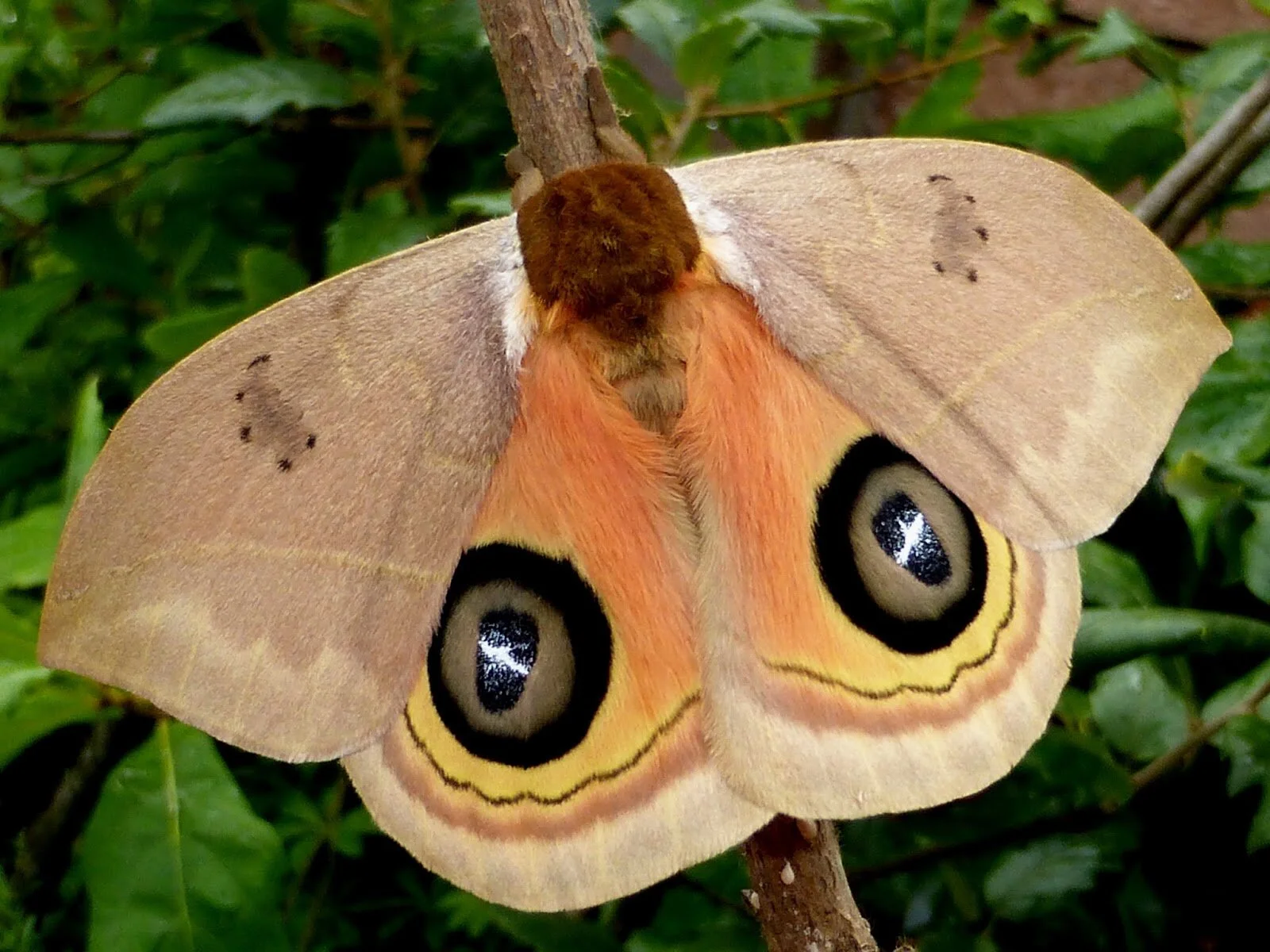 Sonoran Desert Moths