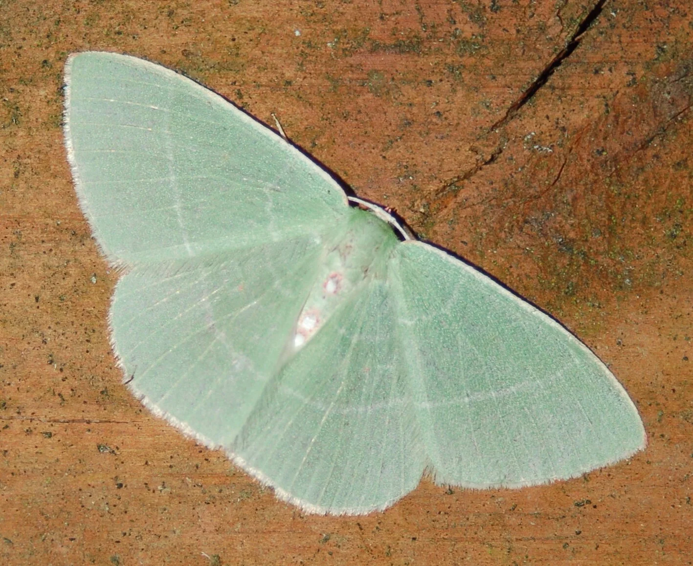Large Moths In Arizona