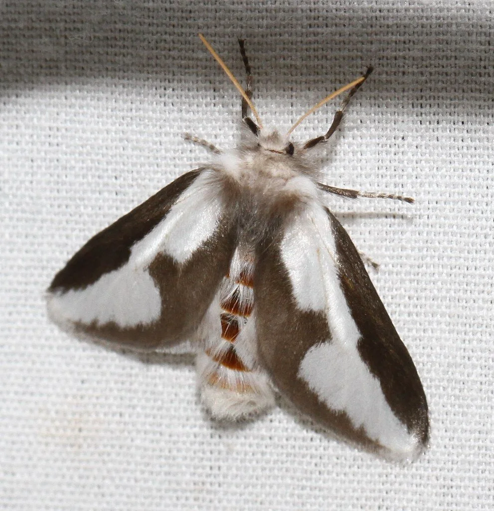 Large Moths In Arizona