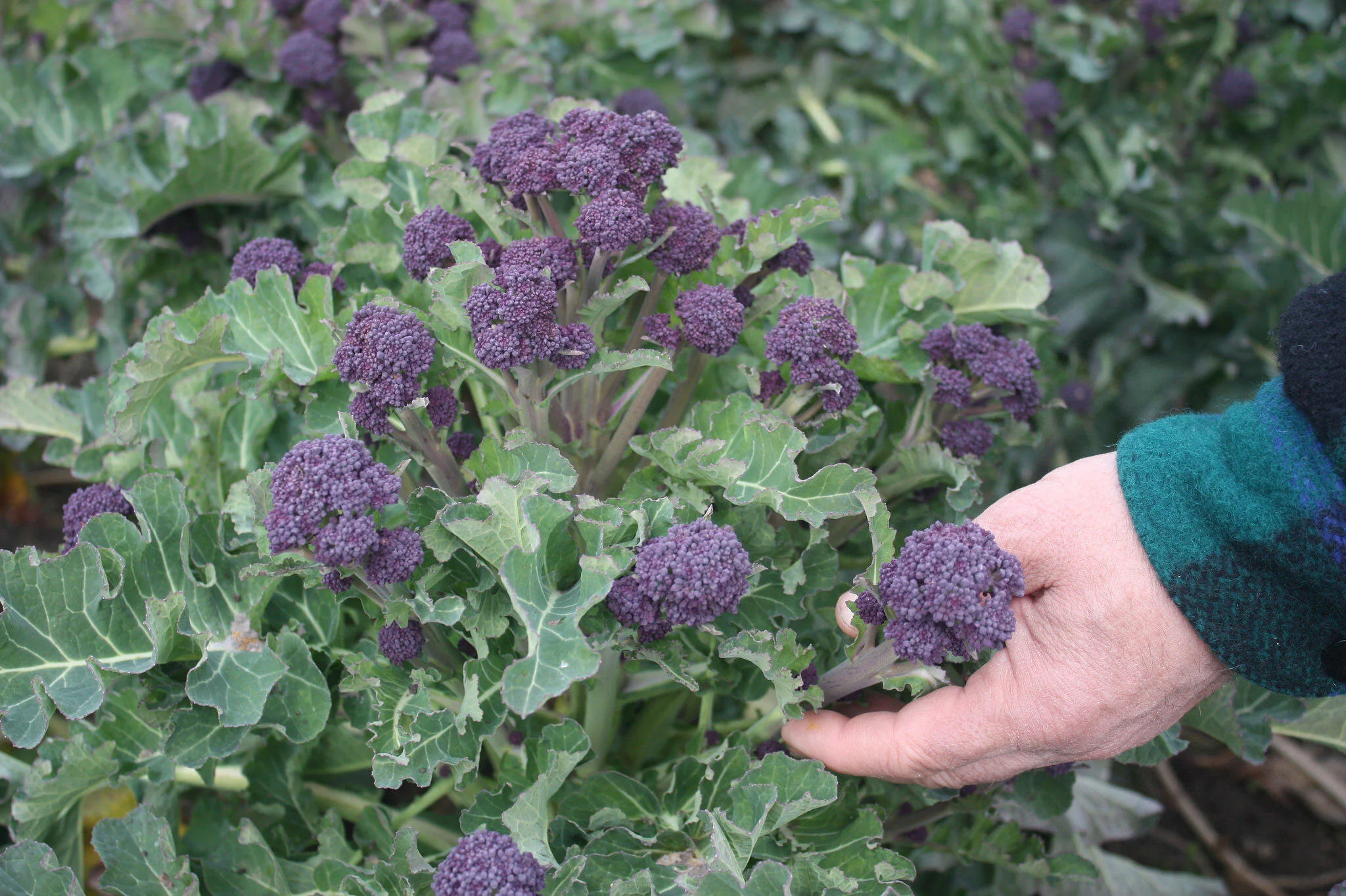 Baby Broccoli Plant