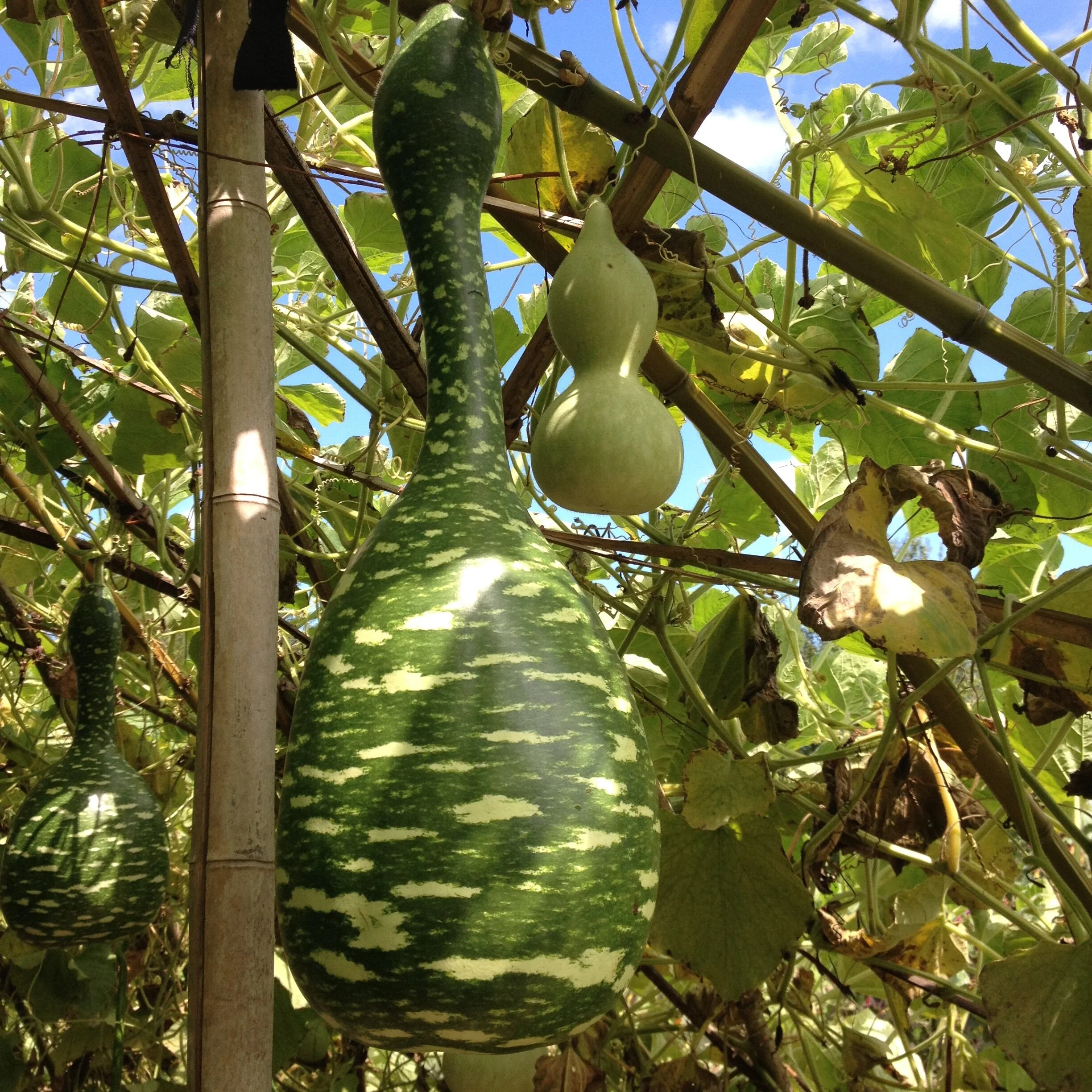 Arizona Gourds