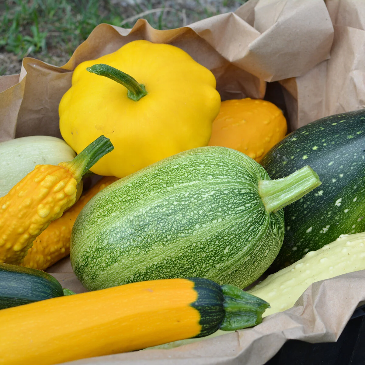 Cucurbita Pepo Summer Squash