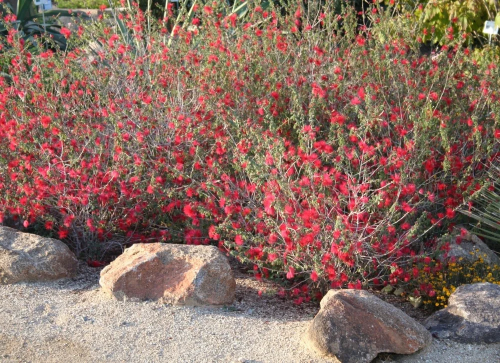 Arizona Red Flowering Shrubs | Best Flower Site