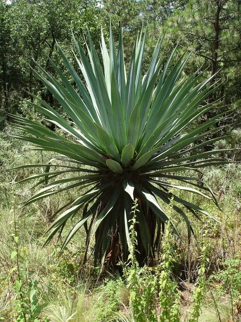 Sisal Like Plants Red Foliage